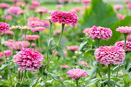 500+ Mix Colors Zinnia Seeds for Planting Outdoors, Heirloom Non-GMO 90% Germination, Open Pollinated, Wonderful Gardening Gifts