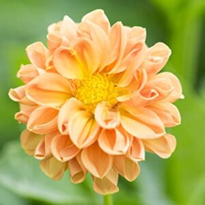 500+ Mix Colors Zinnia Seeds for Planting Outdoors, Heirloom Non-GMO 90% Germination, Open Pollinated, Wonderful Gardening Gifts