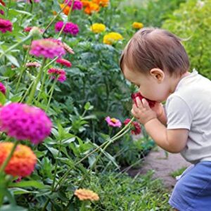 500+ Mix Colors Zinnia Seeds for Planting Outdoors, Heirloom Non-GMO 90% Germination, Open Pollinated, Wonderful Gardening Gifts