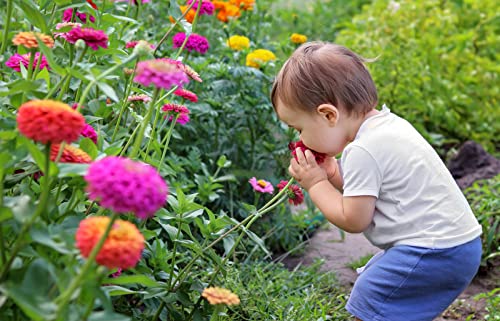 500+ Mix Colors Zinnia Seeds for Planting Outdoors, Heirloom Non-GMO 90% Germination, Open Pollinated, Wonderful Gardening Gifts