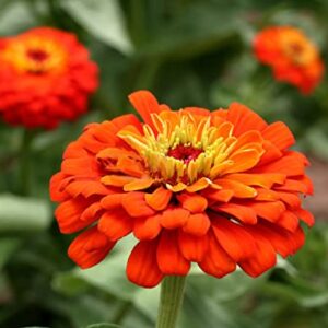 500+ Mix Colors Zinnia Seeds for Planting Outdoors, Heirloom Non-GMO 90% Germination, Open Pollinated, Wonderful Gardening Gifts