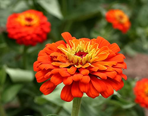 500+ Mix Colors Zinnia Seeds for Planting Outdoors, Heirloom Non-GMO 90% Germination, Open Pollinated, Wonderful Gardening Gifts