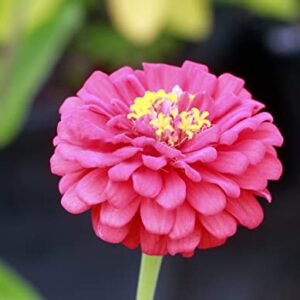 500+ Mix Colors Zinnia Seeds for Planting Outdoors, Heirloom Non-GMO 90% Germination, Open Pollinated, Wonderful Gardening Gifts