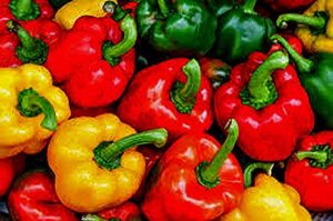 bell pepper, california wonder pepper seeds, heirloom, 25 seeds, delicious large peppers