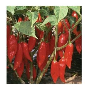 david’s garden seeds pepper hot habanero paper lantern 2342 (red) 25 non-gmo, heirloom seeds