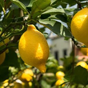 30pcs Lemon Tree Seeds for Planting, Non-GMO Heirloom and Organic, High Survival Rate Fruit for Home Garden (Lemon Seeds)