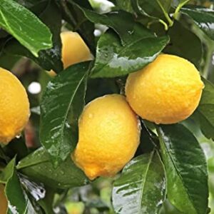 30pcs Lemon Tree Seeds for Planting, Non-GMO Heirloom and Organic, High Survival Rate Fruit for Home Garden (Lemon Seeds)