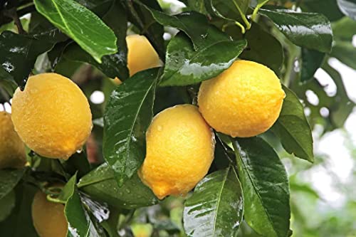 30pcs Lemon Tree Seeds for Planting, Non-GMO Heirloom and Organic, High Survival Rate Fruit for Home Garden (Lemon Seeds)