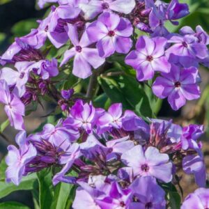 chuxay garden 30 seeds phlox ‘violet pinwheels’,creeping phlox seed,alpine phlox,moss phlox evergreen perennial flowering plant landscaping rocks beautiful potted plants