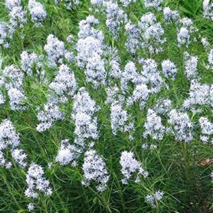 chuxay garden 5 seeds amsonia hubrichtii seed,narrowleaf bluestar,hubricht’s blue star, arkansas bluebell lovely white herb plant native wildflower great for garden