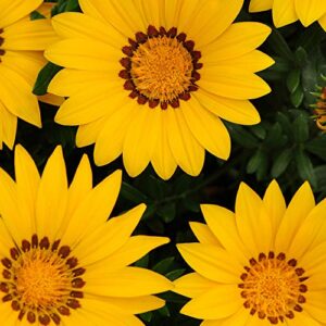 outsidepride gazania yellow heat & drought tolerant garden flower & ground cover plants – 100 seeds