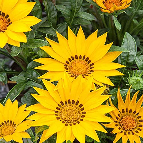 Outsidepride Gazania Yellow Heat & Drought Tolerant Garden Flower & Ground Cover Plants - 100 Seeds