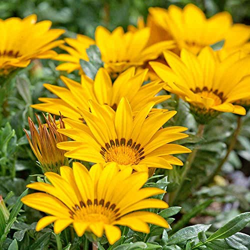 Outsidepride Gazania Yellow Heat & Drought Tolerant Garden Flower & Ground Cover Plants - 100 Seeds