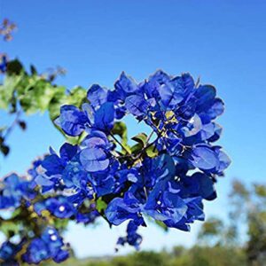 qauzuy garden bougainvillea seeds 40 blue paperflower, bougainville, attract pollinators, perennial flowering shrub bush tree plant, striking showy accent privacy screen