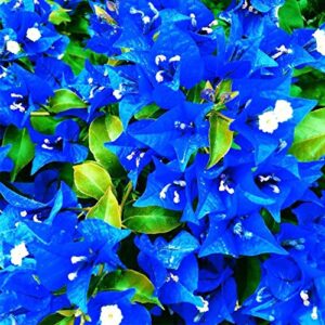 QAUZUY GARDEN Bougainvillea Seeds 40 Blue Paperflower, Bougainville, Attract Pollinators, Perennial Flowering Shrub Bush Tree Plant, Striking Showy Accent Privacy Screen