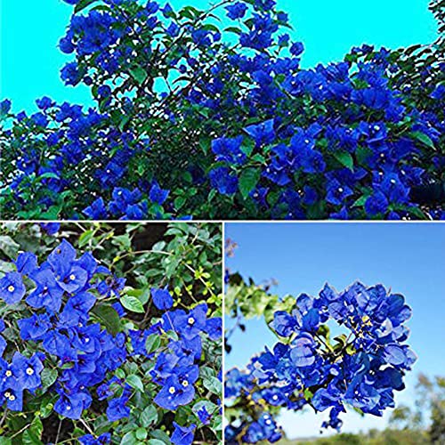 QAUZUY GARDEN Bougainvillea Seeds 40 Blue Paperflower, Bougainville, Attract Pollinators, Perennial Flowering Shrub Bush Tree Plant, Striking Showy Accent Privacy Screen