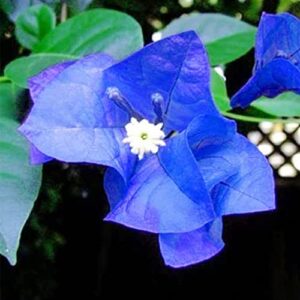 QAUZUY GARDEN Bougainvillea Seeds 40 Blue Paperflower, Bougainville, Attract Pollinators, Perennial Flowering Shrub Bush Tree Plant, Striking Showy Accent Privacy Screen