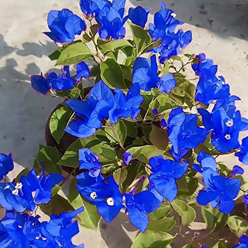 QAUZUY GARDEN Bougainvillea Seeds 40 Blue Paperflower, Bougainville, Attract Pollinators, Perennial Flowering Shrub Bush Tree Plant, Striking Showy Accent Privacy Screen