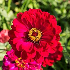 david’s garden seeds flower zinnia solid color cherry queen fba-1158 (red) 200 non-gmo, heirloom seeds