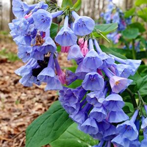 qauzuy garden virginia bluebells seeds 10 virginia cowslip, lungwort oysterleaf, mertensia virginica, attract pollinators, annual native wild flower, low-maintenance