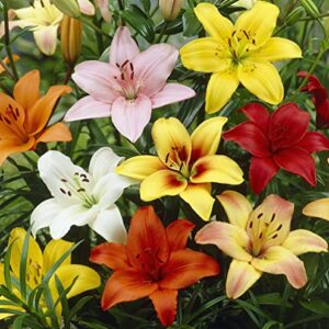 Votaniki Asiatic Mix Lily Flower Bulbs - Vibrant Flowers for Any Garden | Perfect for Cut Flowers and Naturalizing - Perennial Lily Flower Bulbs (4 Pack)