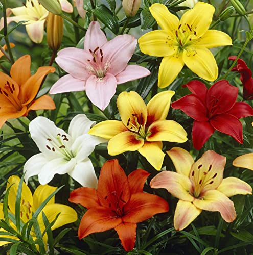 Votaniki Asiatic Mix Lily Flower Bulbs - Vibrant Flowers for Any Garden | Perfect for Cut Flowers and Naturalizing - Perennial Lily Flower Bulbs (4 Pack)