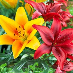 Votaniki Asiatic Mix Lily Flower Bulbs - Vibrant Flowers for Any Garden | Perfect for Cut Flowers and Naturalizing - Perennial Lily Flower Bulbs (4 Pack)