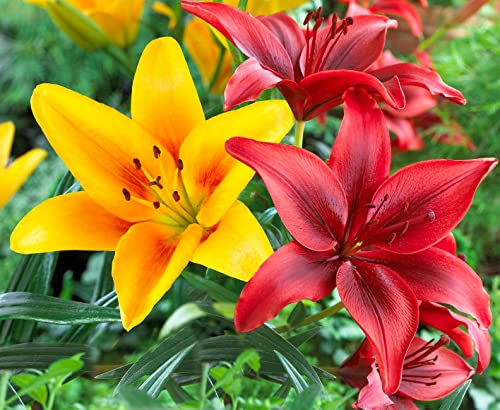 Votaniki Asiatic Mix Lily Flower Bulbs - Vibrant Flowers for Any Garden | Perfect for Cut Flowers and Naturalizing - Perennial Lily Flower Bulbs (4 Pack)