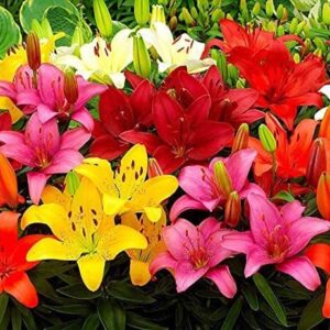 Votaniki Asiatic Mix Lily Flower Bulbs - Vibrant Flowers for Any Garden | Perfect for Cut Flowers and Naturalizing - Perennial Lily Flower Bulbs (4 Pack)