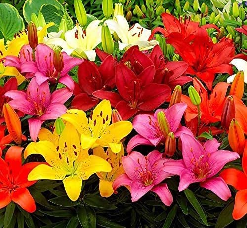 Votaniki Asiatic Mix Lily Flower Bulbs - Vibrant Flowers for Any Garden | Perfect for Cut Flowers and Naturalizing - Perennial Lily Flower Bulbs (4 Pack)