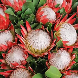 YEGAOL Garden 60Pcs Protea Cynaroides Seeds King Protea Seeds Cape Artichoke Flower Seeds Evergreen Cut Flowers Deer Resistant Drought Tolerant Beds Borders Patio Containers