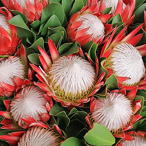 YEGAOL Garden 60Pcs Protea Cynaroides Seeds King Protea Seeds Cape Artichoke Flower Seeds Evergreen Cut Flowers Deer Resistant Drought Tolerant Beds Borders Patio Containers