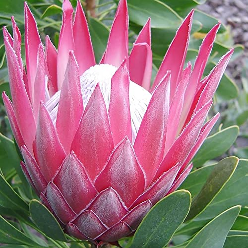 YEGAOL Garden 60Pcs Protea Cynaroides Seeds King Protea Seeds Cape Artichoke Flower Seeds Evergreen Cut Flowers Deer Resistant Drought Tolerant Beds Borders Patio Containers