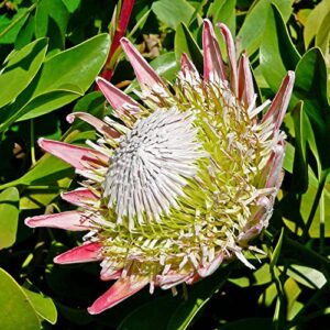 YEGAOL Garden 60Pcs Protea Cynaroides Seeds King Protea Seeds Cape Artichoke Flower Seeds Evergreen Cut Flowers Deer Resistant Drought Tolerant Beds Borders Patio Containers