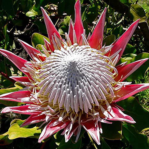 YEGAOL Garden 60Pcs Protea Cynaroides Seeds King Protea Seeds Cape Artichoke Flower Seeds Evergreen Cut Flowers Deer Resistant Drought Tolerant Beds Borders Patio Containers