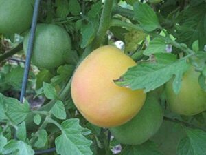 garden peach tomato seeds (20 seed pack)