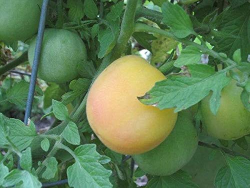 Garden Peach Tomato Seeds (20 Seed Pack)