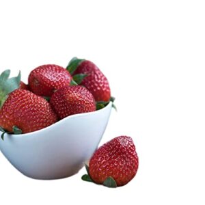 homegrown garden strawberry seeds, 275 seeds, seed saving, strawberry earliglow