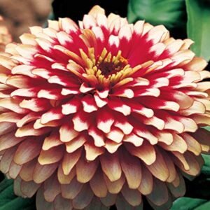 outsidepride zinnia swizzle cherry ivory heat & drought tolerant garden cut flowers – 30 seeds