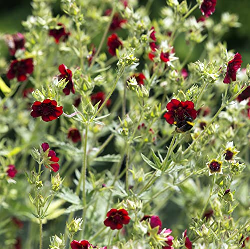 David's Garden Seeds Wildflower Cinquefoil Scarlet FBA-4165 (Red) 200 Non-GMO, Heirloom Seeds