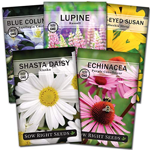 Sow Right Seeds - Perennial Flower Garden Collection for Planting - Russell Lupine, Black-Eyed Susan, Shasta Daisy, Purple Coneflower, and Blue Columbine; Heirloom Seeds, Wonderful Gardening Gift