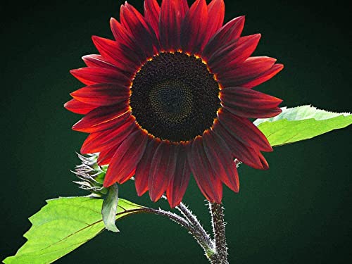 100+ Chocolate Sunflower Seeds for Planting - Attractive and Easy to Grow - Made in USA