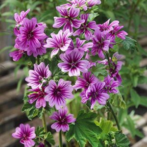 outsidepride malva sylvestris french hollyhock zebrina plant garden flower seed – 1000 seeds