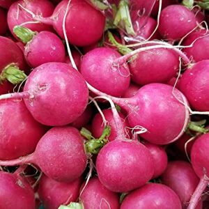 Pink Celebration Radish Seeds, 100+ Heirloom Seeds Per Packet, (Isla's Garden Seeds), Non GMO Seeds, Botanical Name: Raphanus sativus