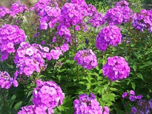 tall purple phlox paniculata garden summer native hummingbird flower jocad (10 seeds)