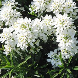 iberis sempervirens seeds evergreen candytuft perennial ground cover showy attracts butterflies drought tolerant deer resistant rock garden outdoor 100pcs flower seeds by yegaol garden