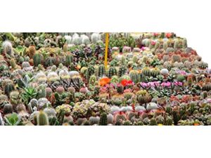 cactus garden mix – trichocereus opuntia saguaro, etc – b318 (800 seeds, 1 gram)