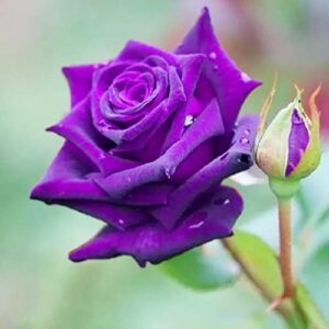 qauzuy garden 200 seeds rare purple dragon rose seeds for planting- fragrant flowering bonsai roses for balcony roof garden living room windows office decor easy to grow