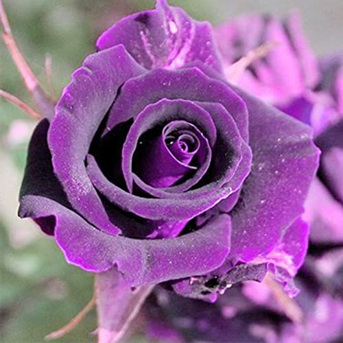 QAUZUY GARDEN 200 Seeds Rare Purple Dragon Rose Seeds for Planting- Fragrant Flowering Bonsai Roses for Balcony Roof Garden Living Room Windows Office Decor Easy to Grow