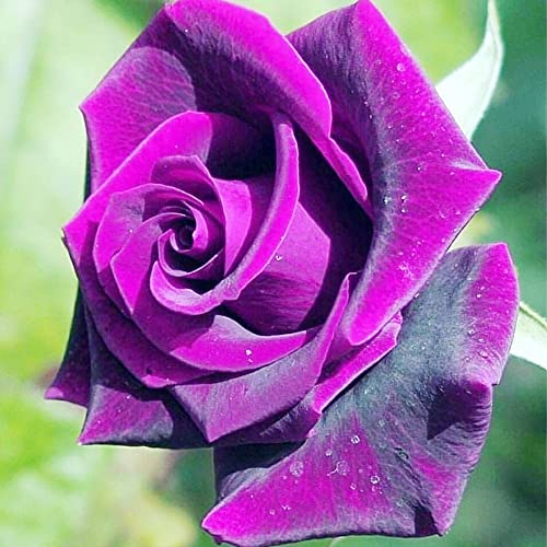 QAUZUY GARDEN 200 Seeds Rare Purple Dragon Rose Seeds for Planting- Fragrant Flowering Bonsai Roses for Balcony Roof Garden Living Room Windows Office Decor Easy to Grow